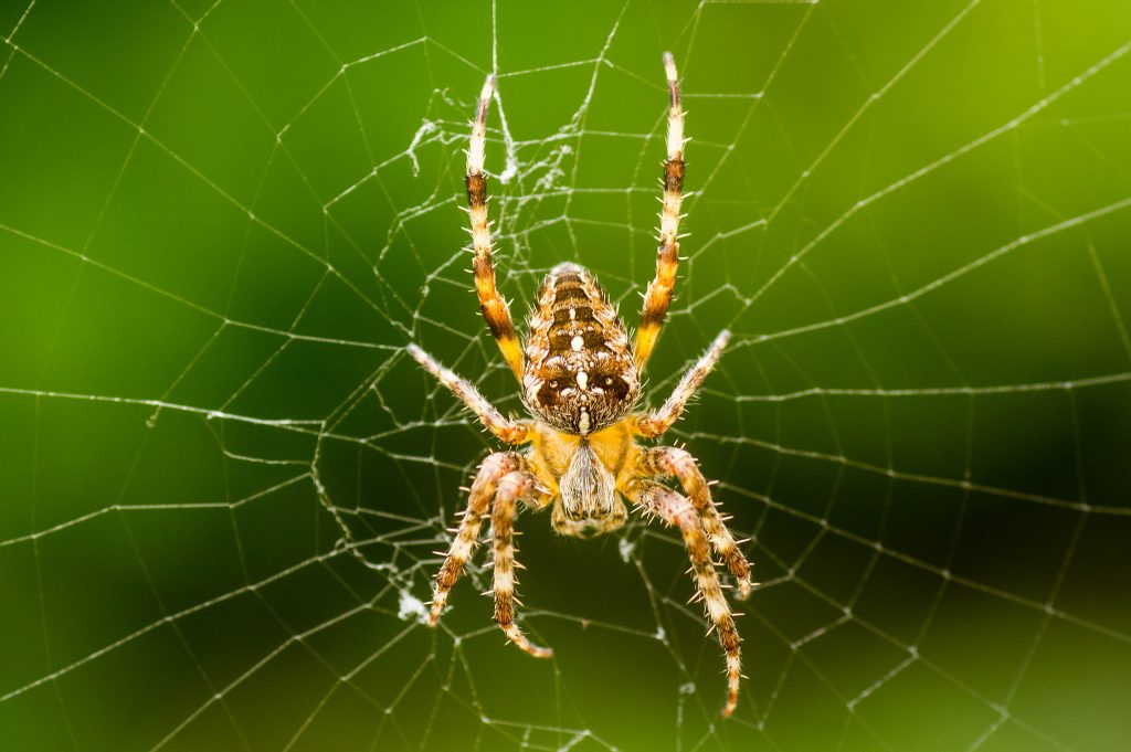 II Jornadas argentinas de aracnología - Asociación Toxicológica Argentina